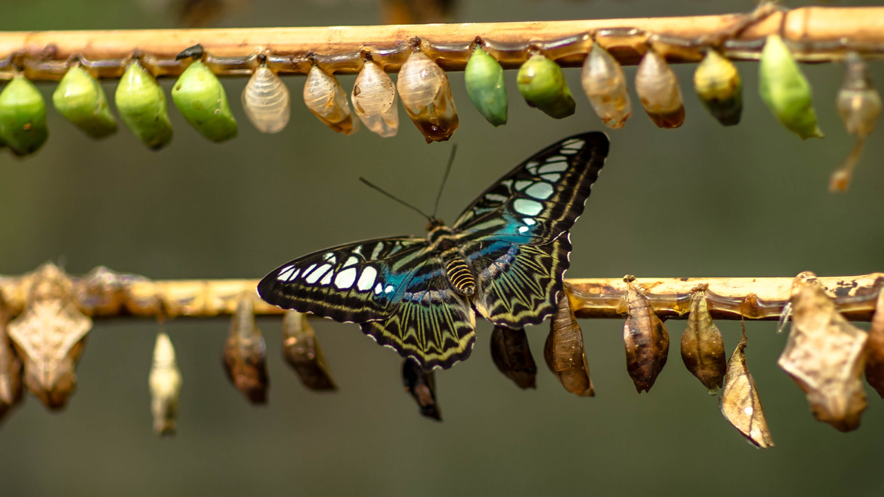 Navigating Change: Frameworks for Engaging People in Complex Environments